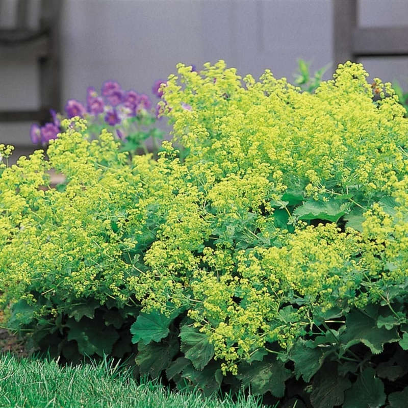 8 Favorites: The Best Chartreuse Plants to Brighten a Garden - Gardenista