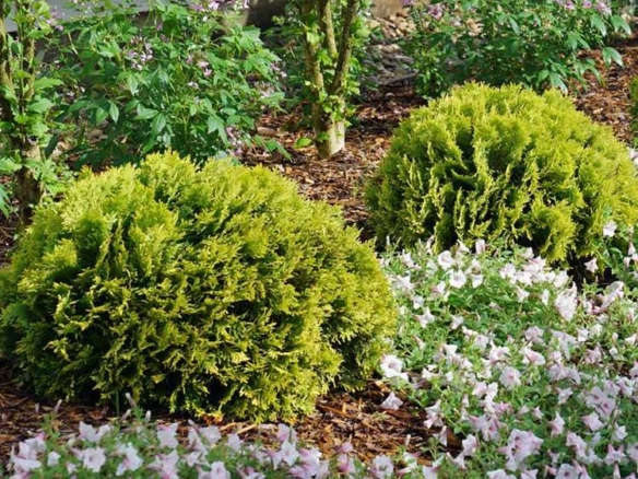 Browse the Bluestone Perennials Retailer Collection on - Gardenista