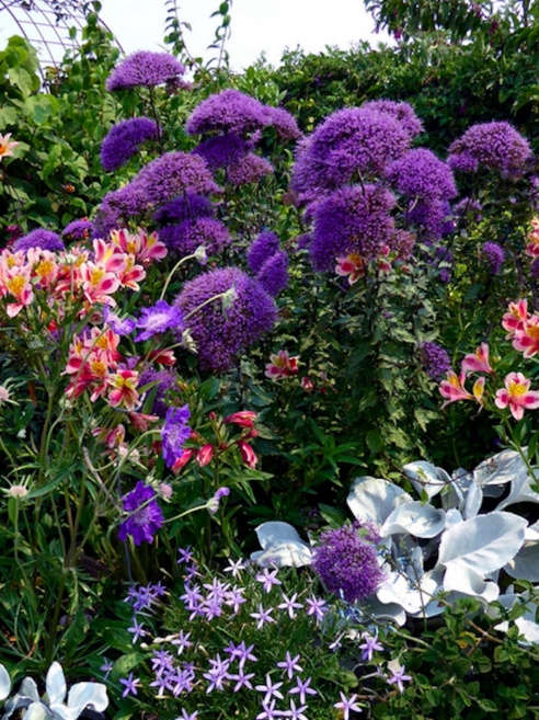 Gardening 101: Blue Throatwort - Gardenista