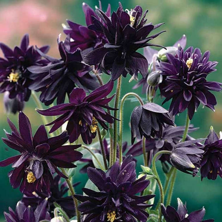 Black Beauties: 8 Favorite Dark Colored Plants - Gardenista