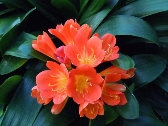 Gardening 101: Clivia - Gardenista