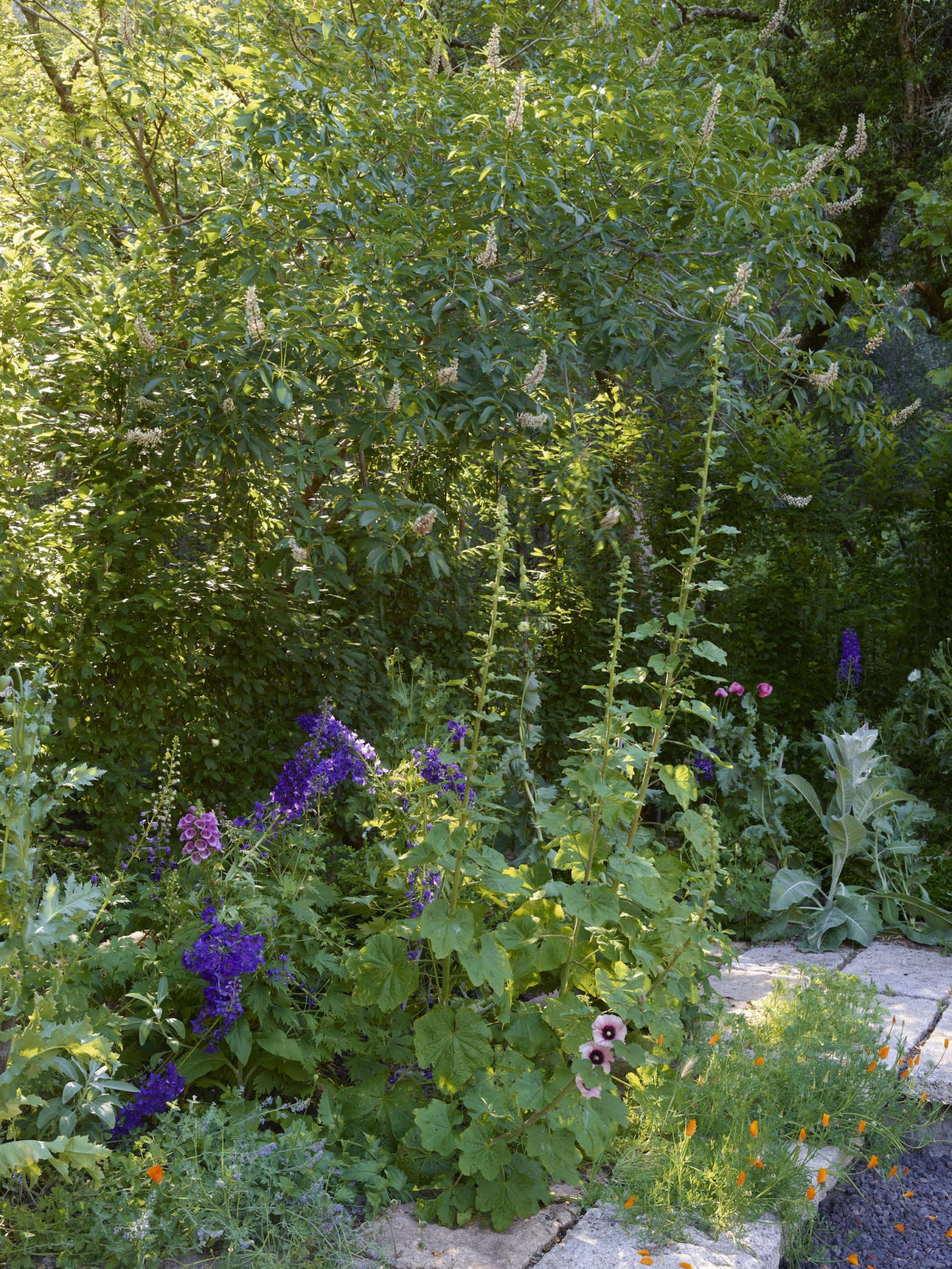 A Garden Grows in Quarantine: 'Cultivated Wildness' in a Landscape ...