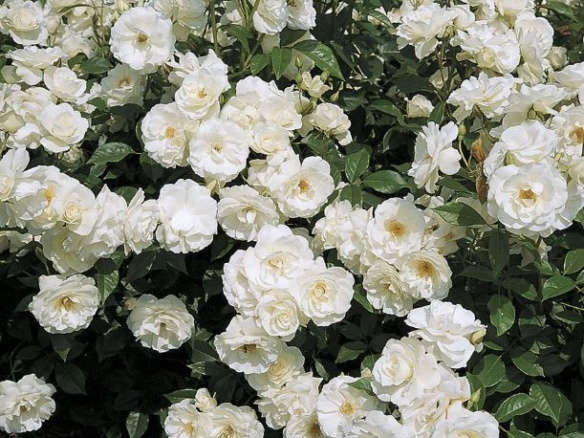 Browse the Jackson & Perkins Retailer Collection on - Gardenista