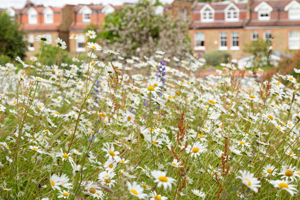 Fresh as a Daisy: A Wildflower Roof on a Home Designed by Fraher ...