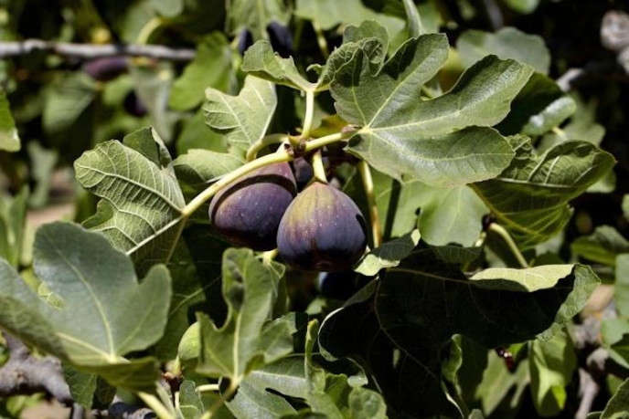 Gardening 101: Common Fig - Gardenista