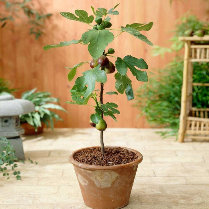 Gardening 101: Common Fig - Gardenista