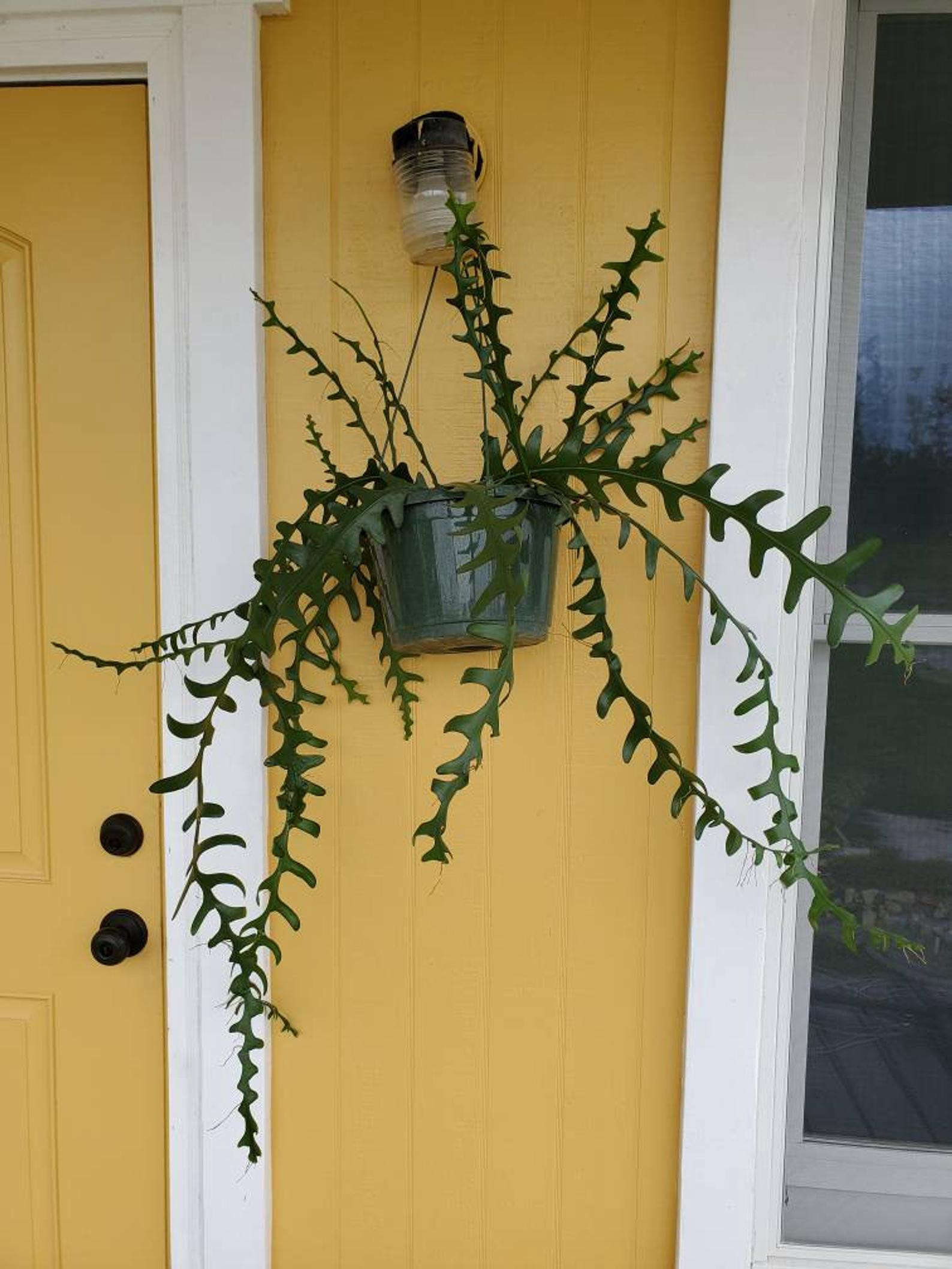 Gardening 101: Ric Rac Cactus - Gardenista