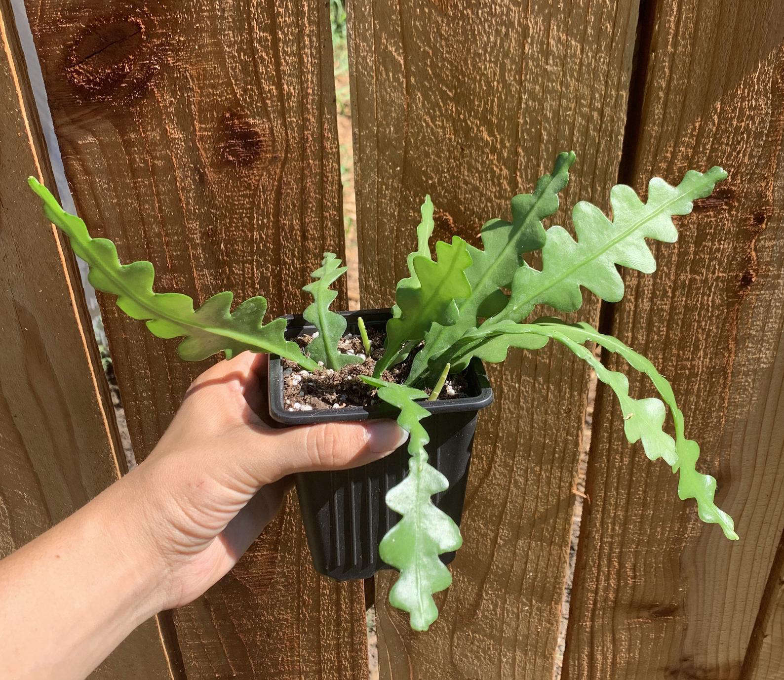 Gardening 101: Ric Rac Cactus - Gardenista