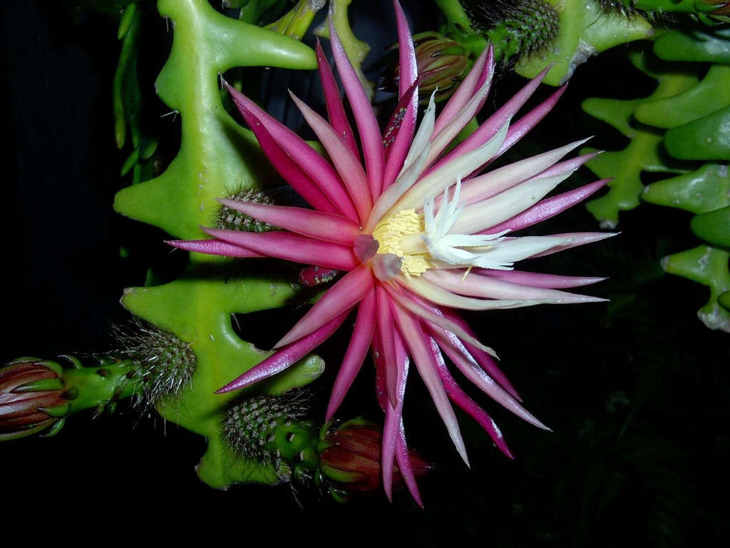 Gardening 101: Ric Rac Cactus - Gardenista