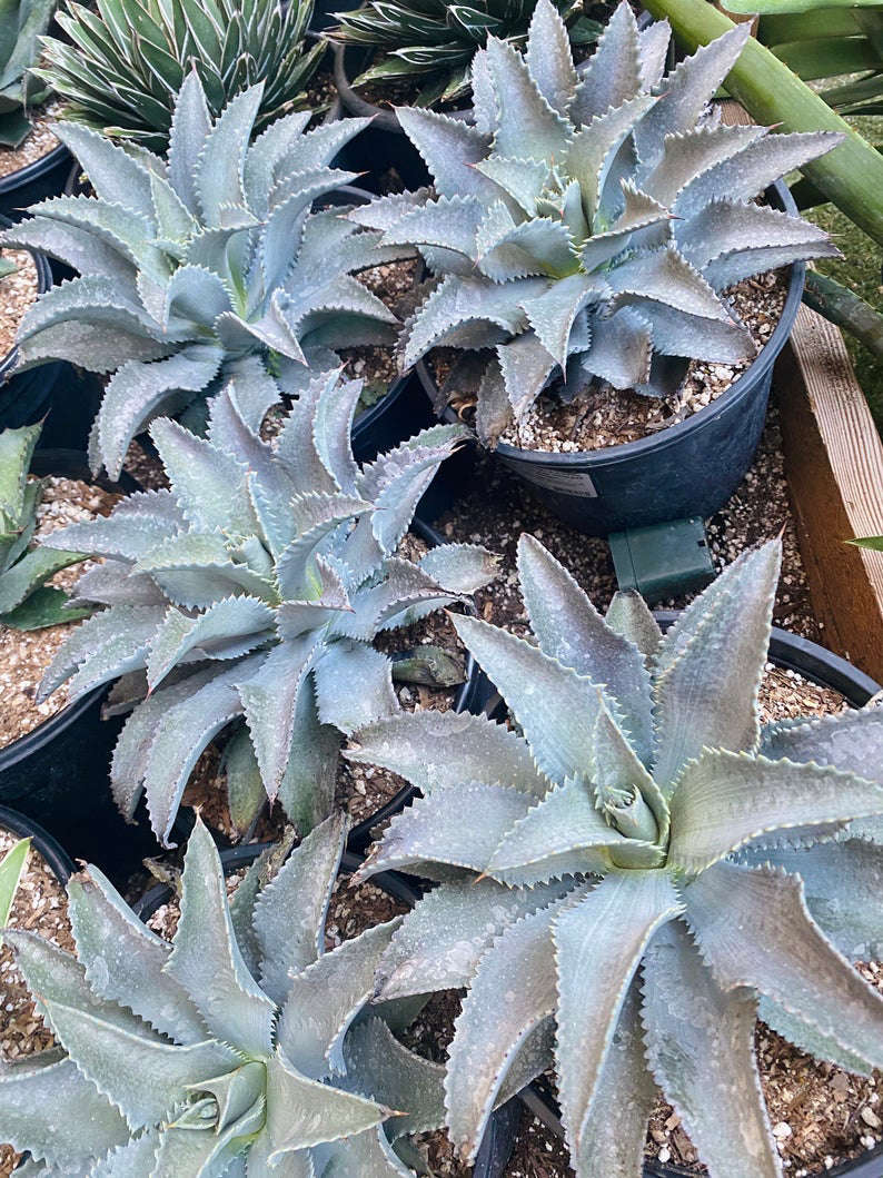 Gardening 101: Mangave - Gardenista