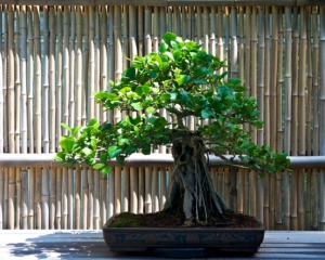 Gardening 101: Ficus Triangularis - Gardenista