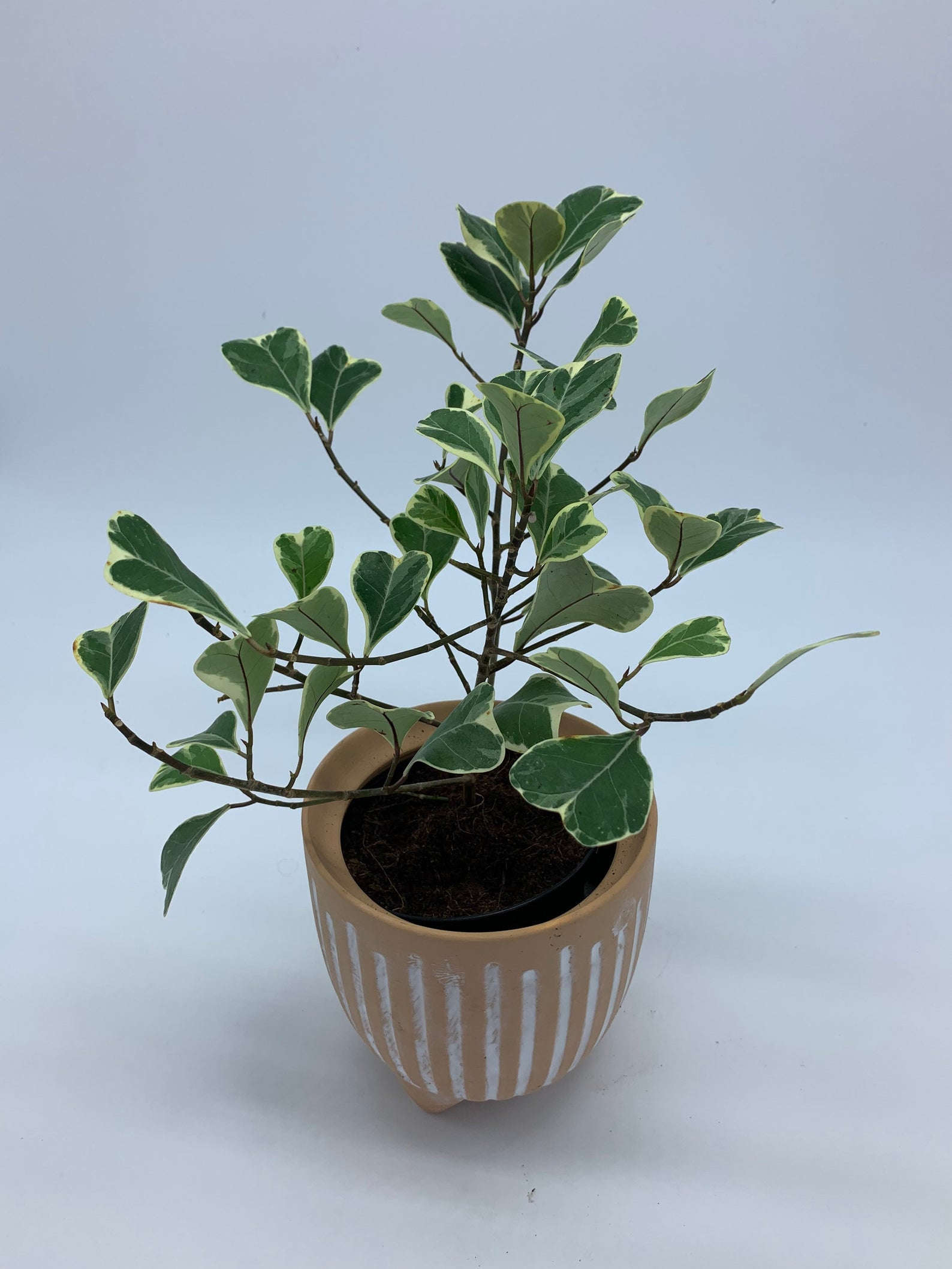Gardening 101: Ficus Triangularis - Gardenista