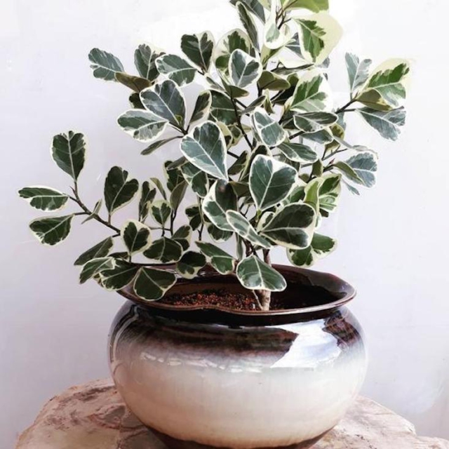 Gardening 101: Ficus Triangularis - Gardenista