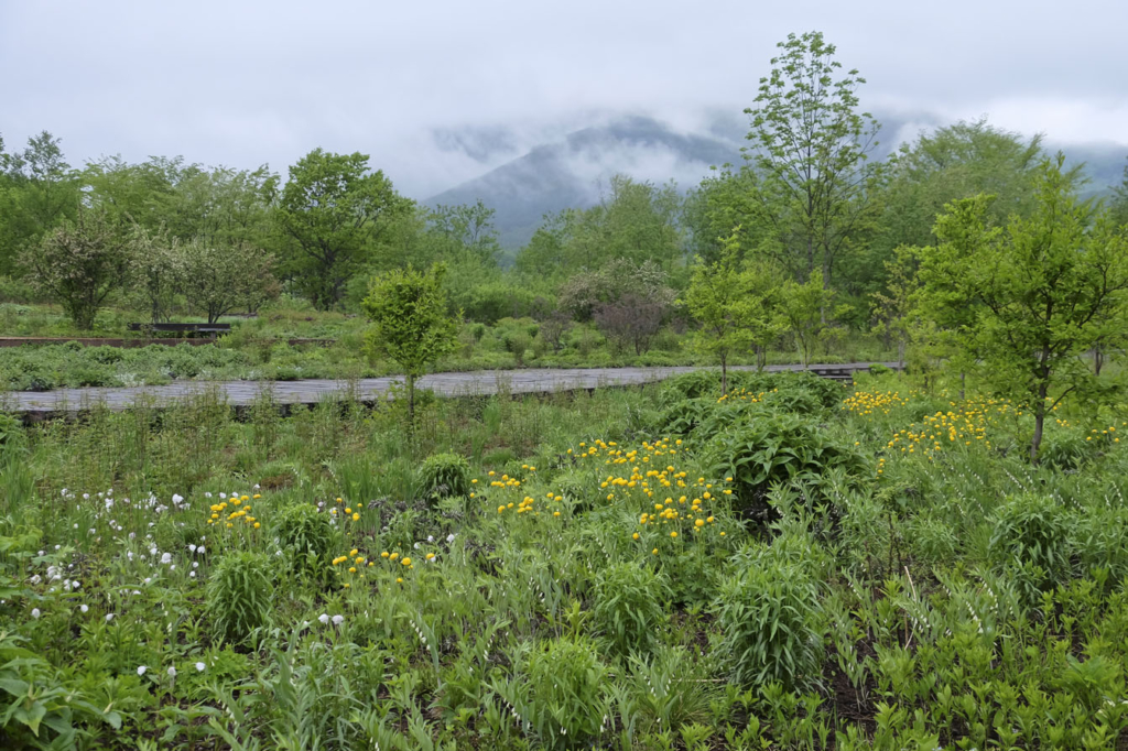 Required Reading: Dan Pearson's 'Tokachi Millennium Forest' - Gardenista