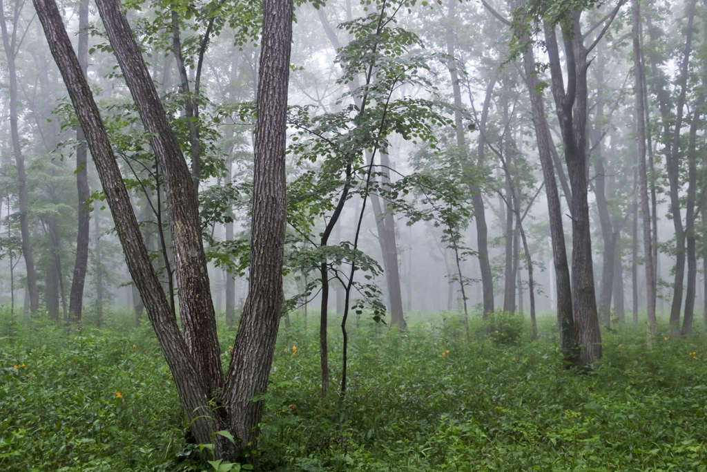 Required Reading: Dan Pearson's 'Tokachi Millennium Forest' - Gardenista