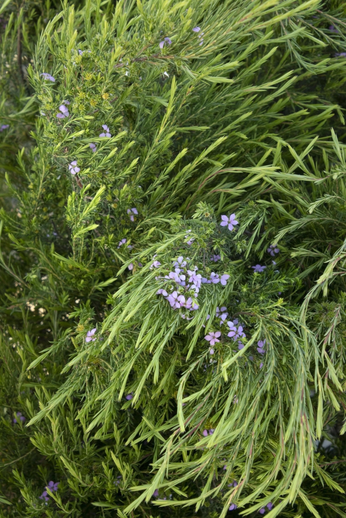 Breath Of Heaven Plant