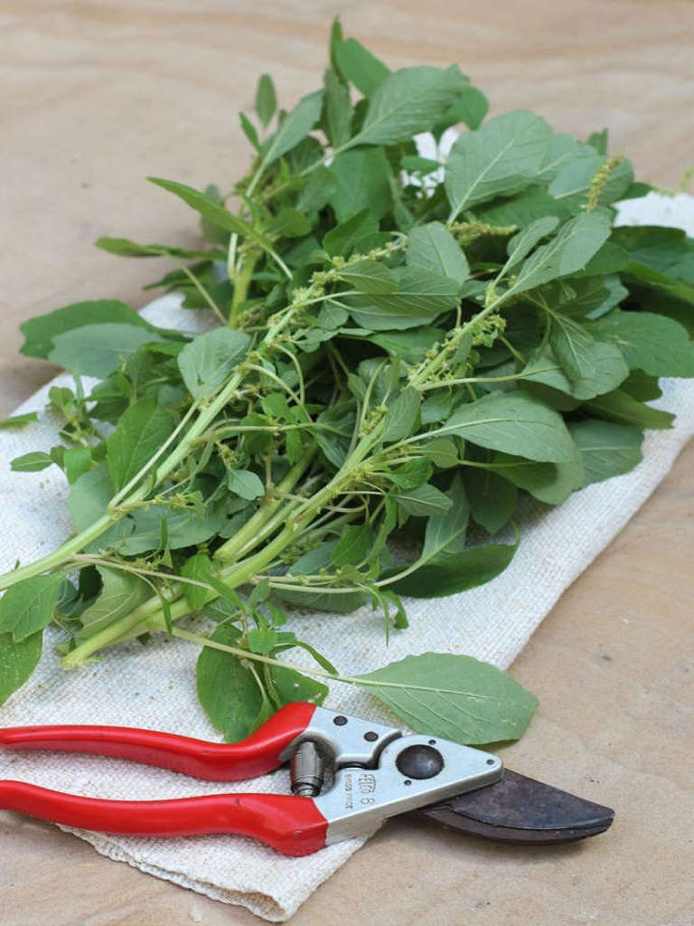 Plant Based Diet: 9 Weeds That Pack a Culinary Punch - Gardenista