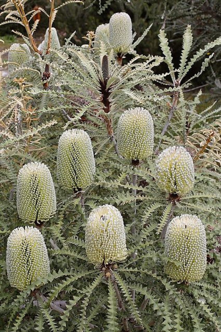 Gardening 101: Banksia - Gardenista