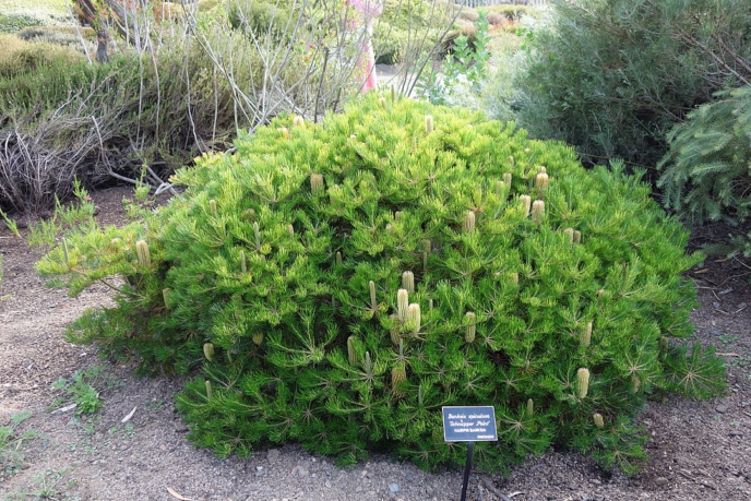 Gardening 101: Banksia - Gardenista