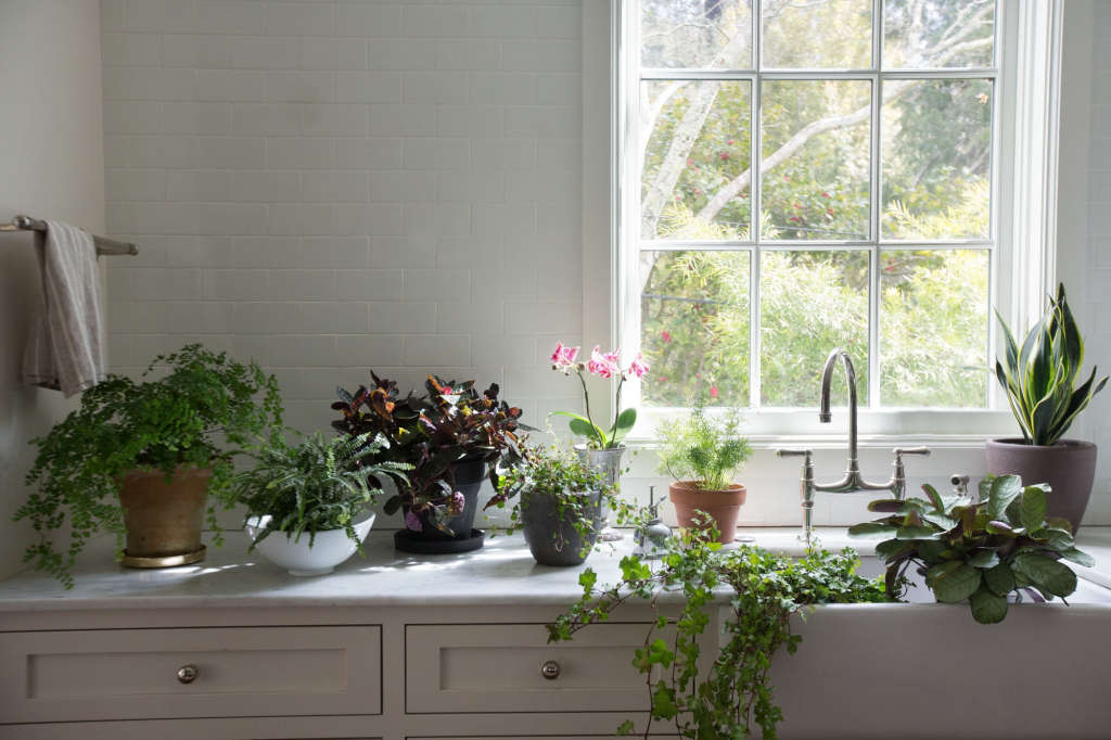Winter Is Coming: How to Care for Houseplants When They Go Dormant ...