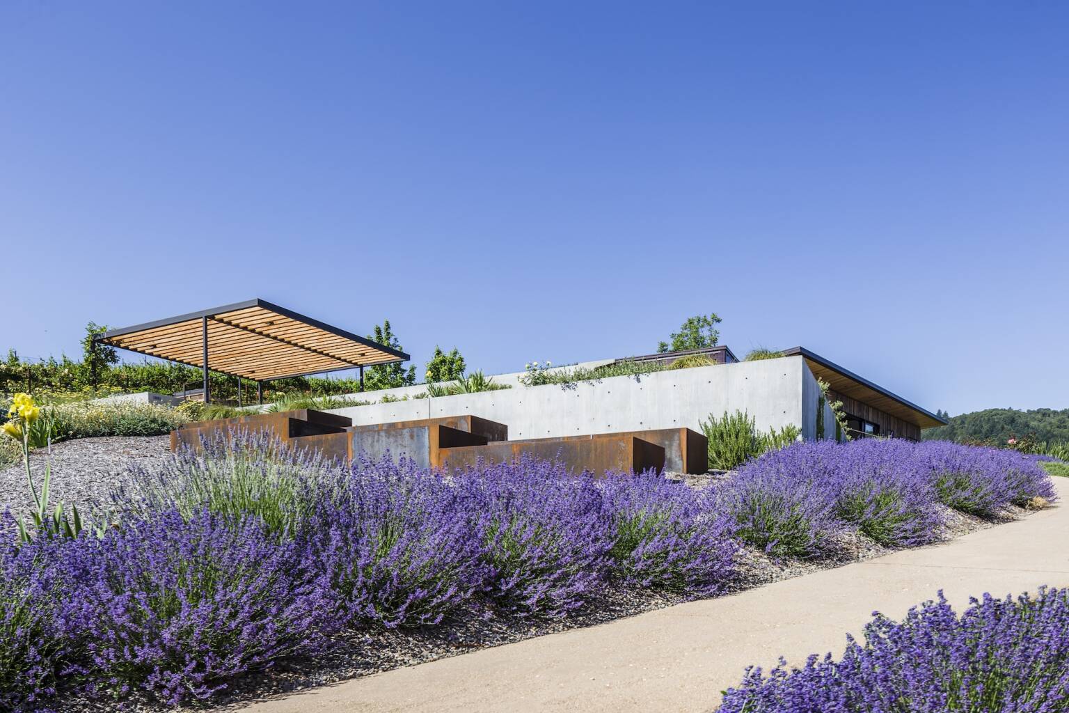 7 Landscaping Ideas to Borrow From Northern California's Wine Country ...