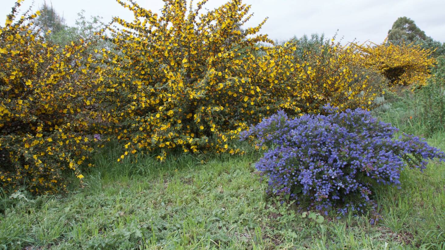 Gardening 101: Flannel Bush - Gardenista