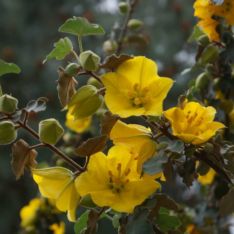 5 Favorites: Variegated Evergreen Shrubs - Gardenista