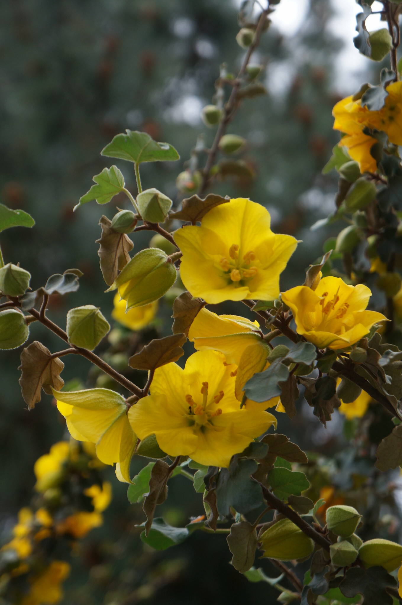 Gardening 101: Flannel Bush - Gardenista