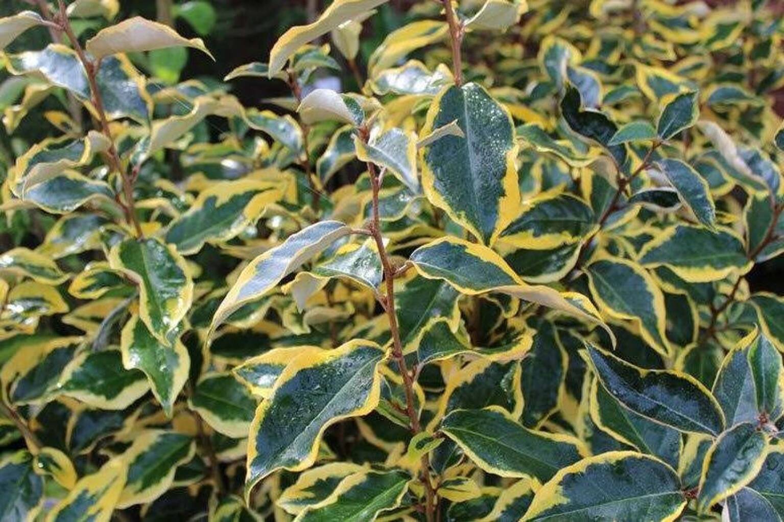 5 Favorites: Variegated Evergreen Shrubs - Gardenista