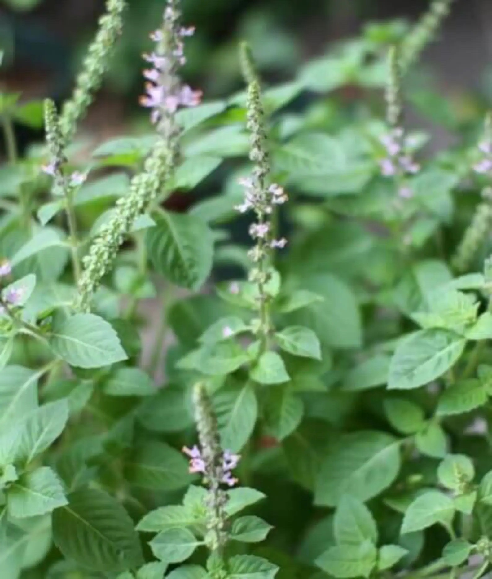 Gardening 101: Tulsi - Gardenista