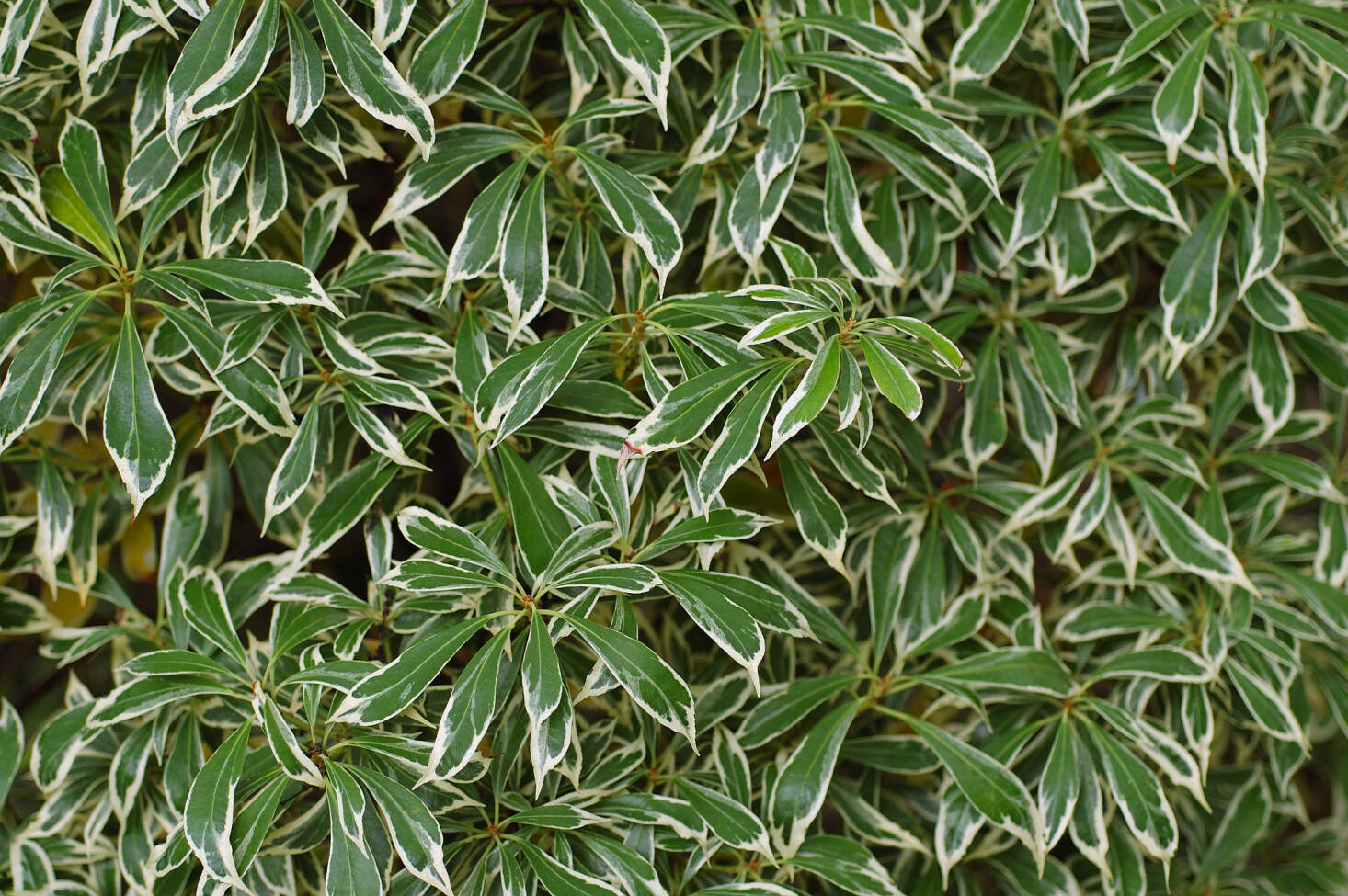 5 Favorites: Variegated Evergreen Shrubs - Gardenista
