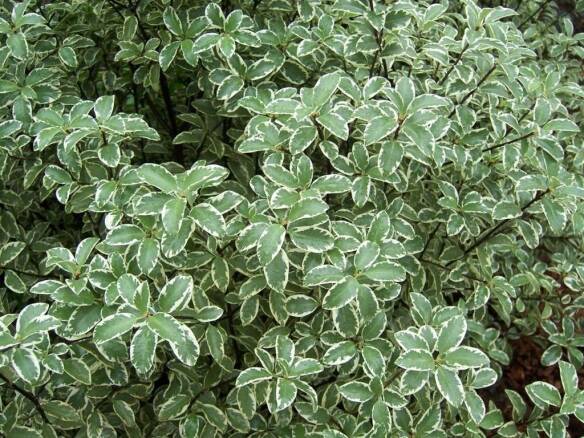 5 Favorites: Variegated Evergreen Shrubs - Gardenista