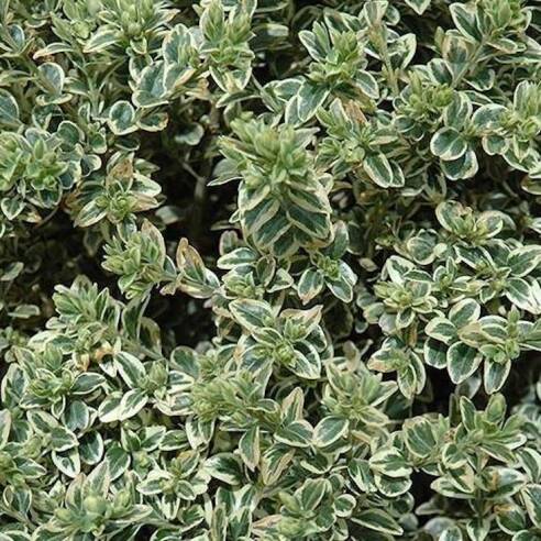 5 Favorites: Variegated Evergreen Shrubs - Gardenista