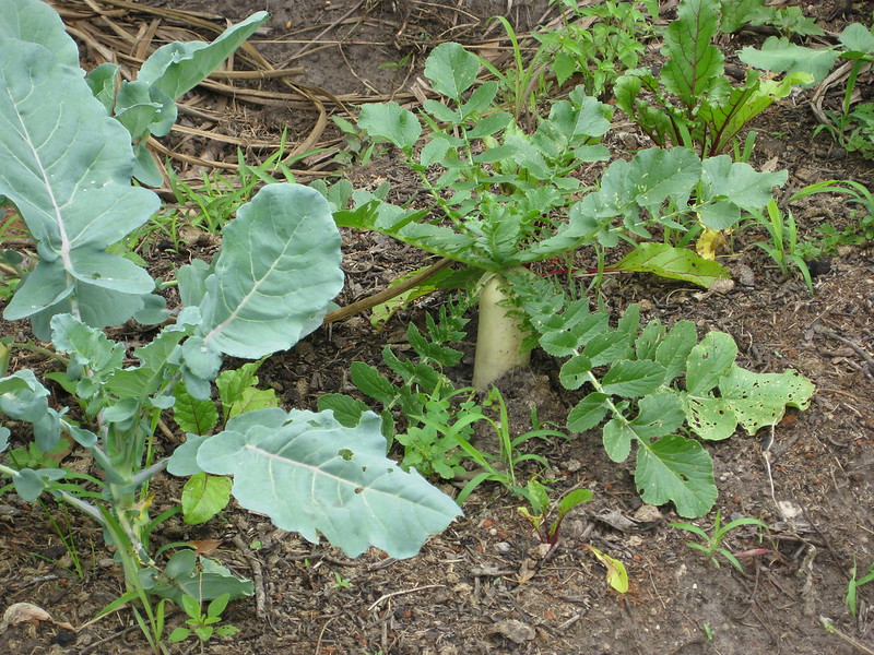 Gardening 101: Daikon Radish - Gardenista