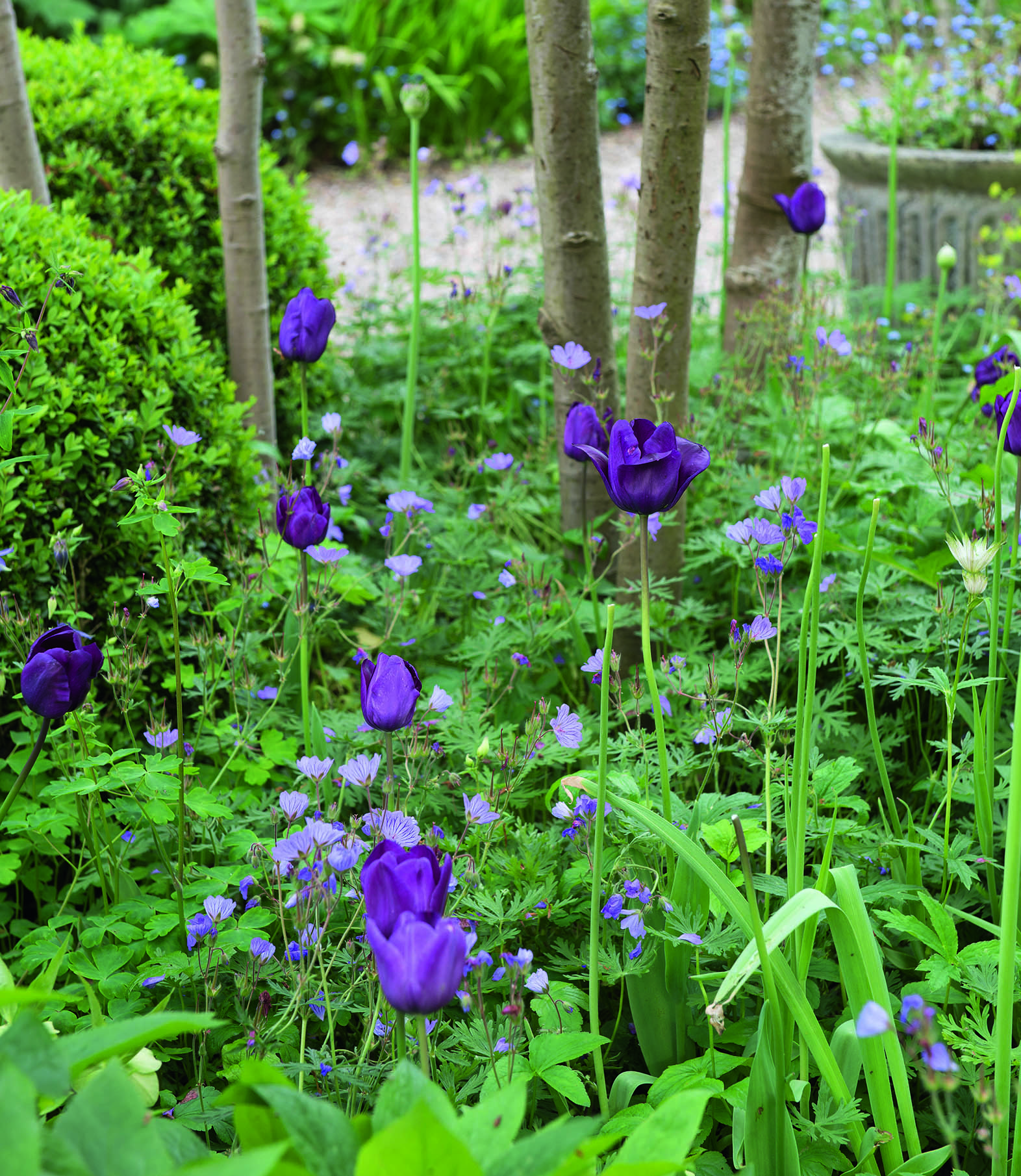 Gardening 101: Growing Tulips the New Dutch Way - Gardenista
