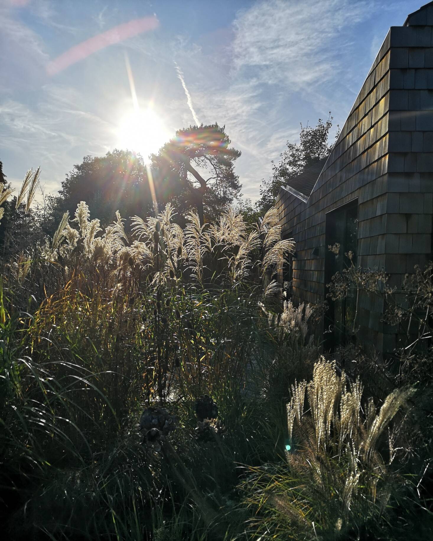 Lessons Learned: Ornamental Grasses at Five Acre Barn - Gardenista