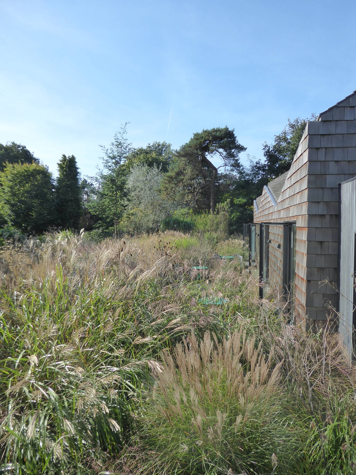 Lessons Learned: Ornamental Grasses at Five Acre Barn - Gardenista