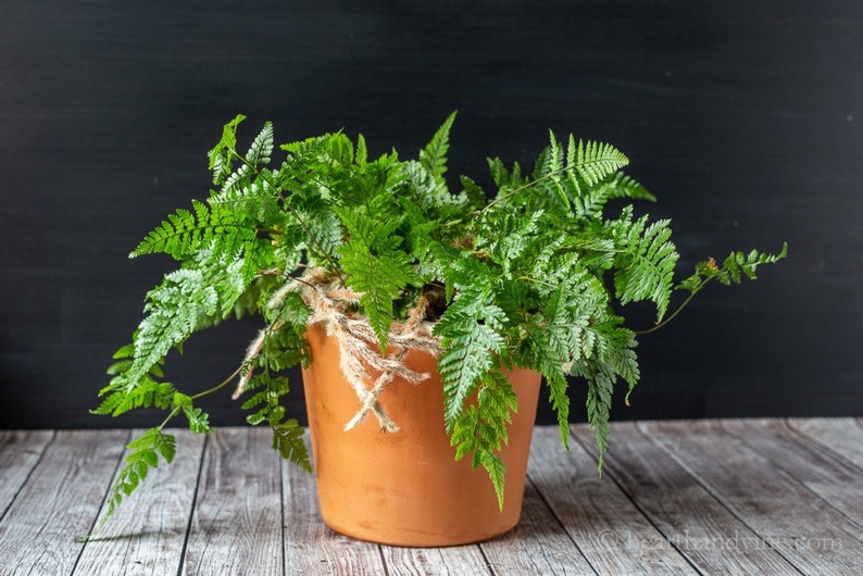 Gardening 101: Rabbit's Foot Fern - Gardenista
