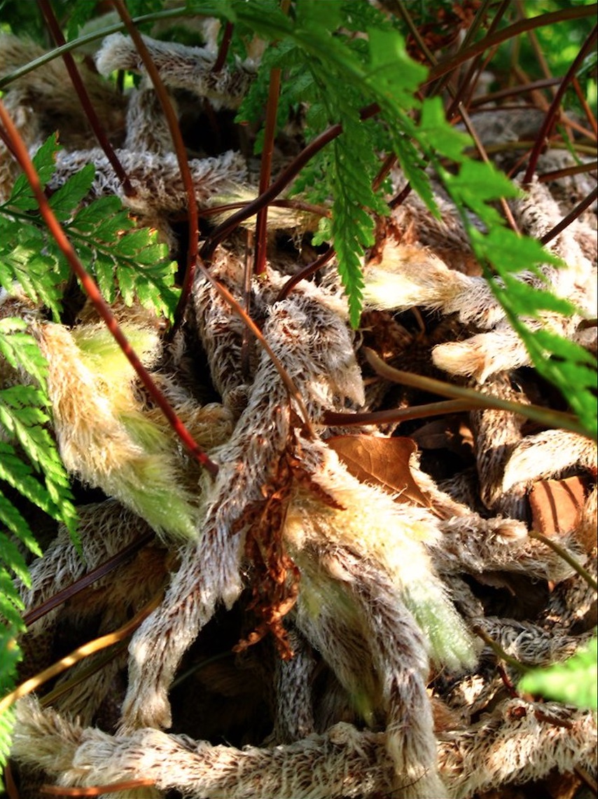 Gardening 101: Rabbit's Foot Fern - Gardenista