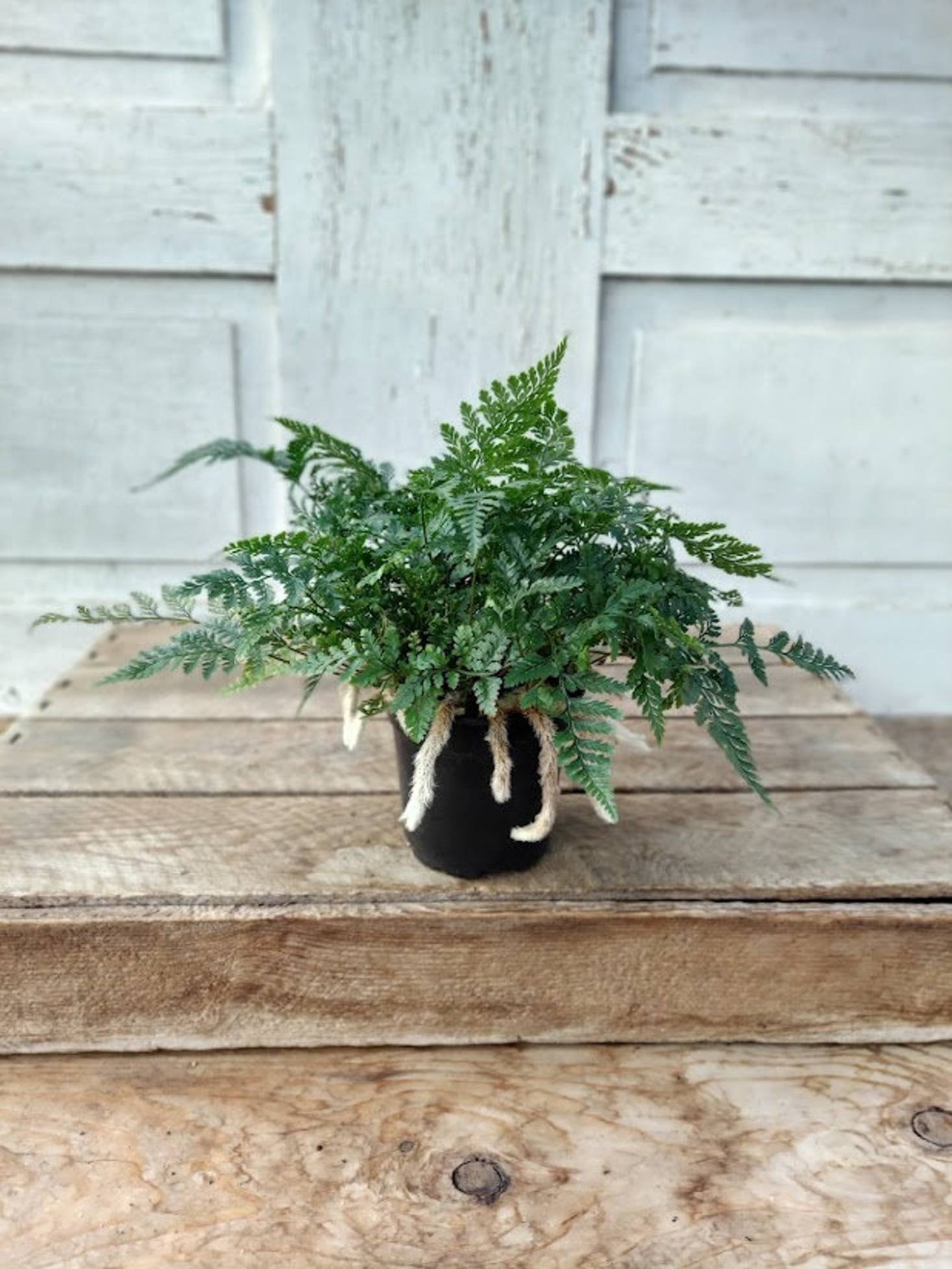 Gardening 101: Rabbit's Foot Fern - Gardenista