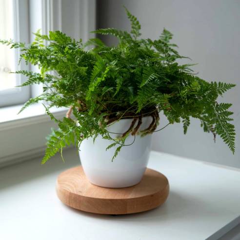 Gardening 101: Rabbit's Foot Fern - Gardenista