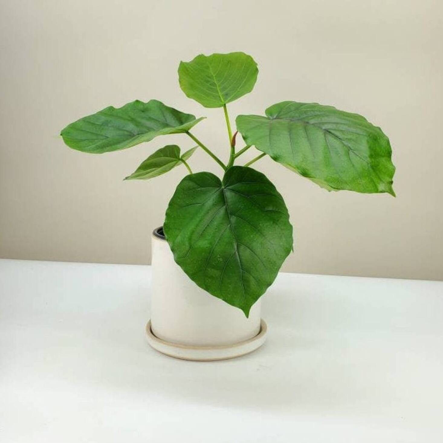 Gardening 101: Ficus umbellata (The New 'It' Plant?) - Gardenista