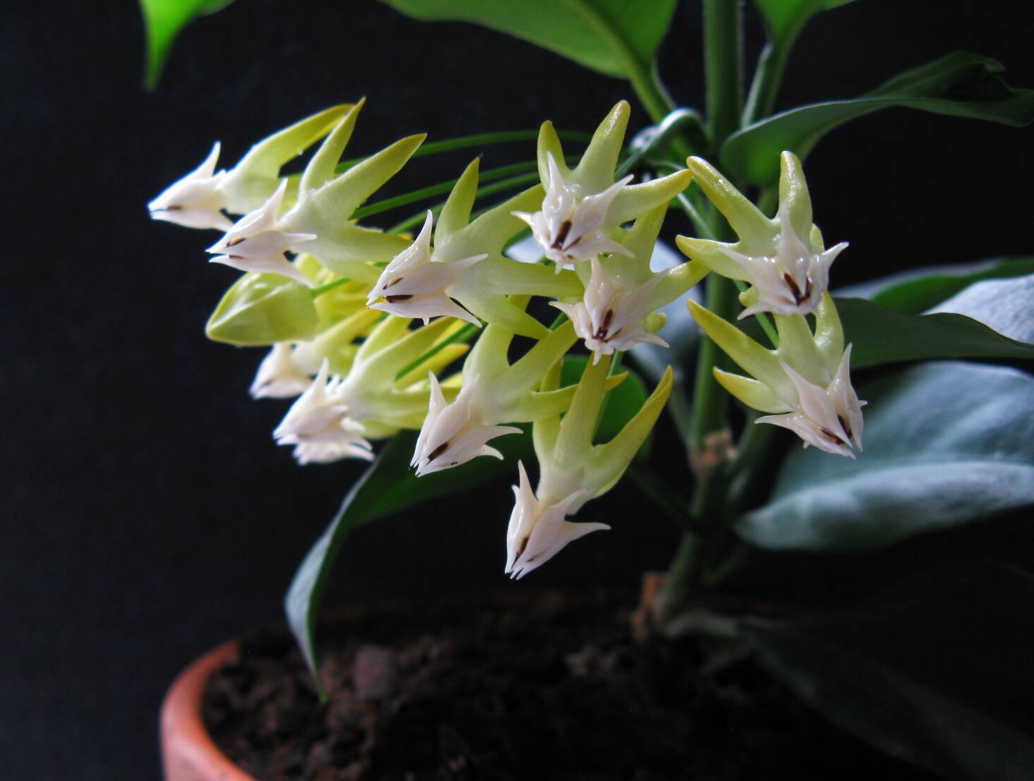 Gardening 101: Hoya Shooting Star - Gardenista