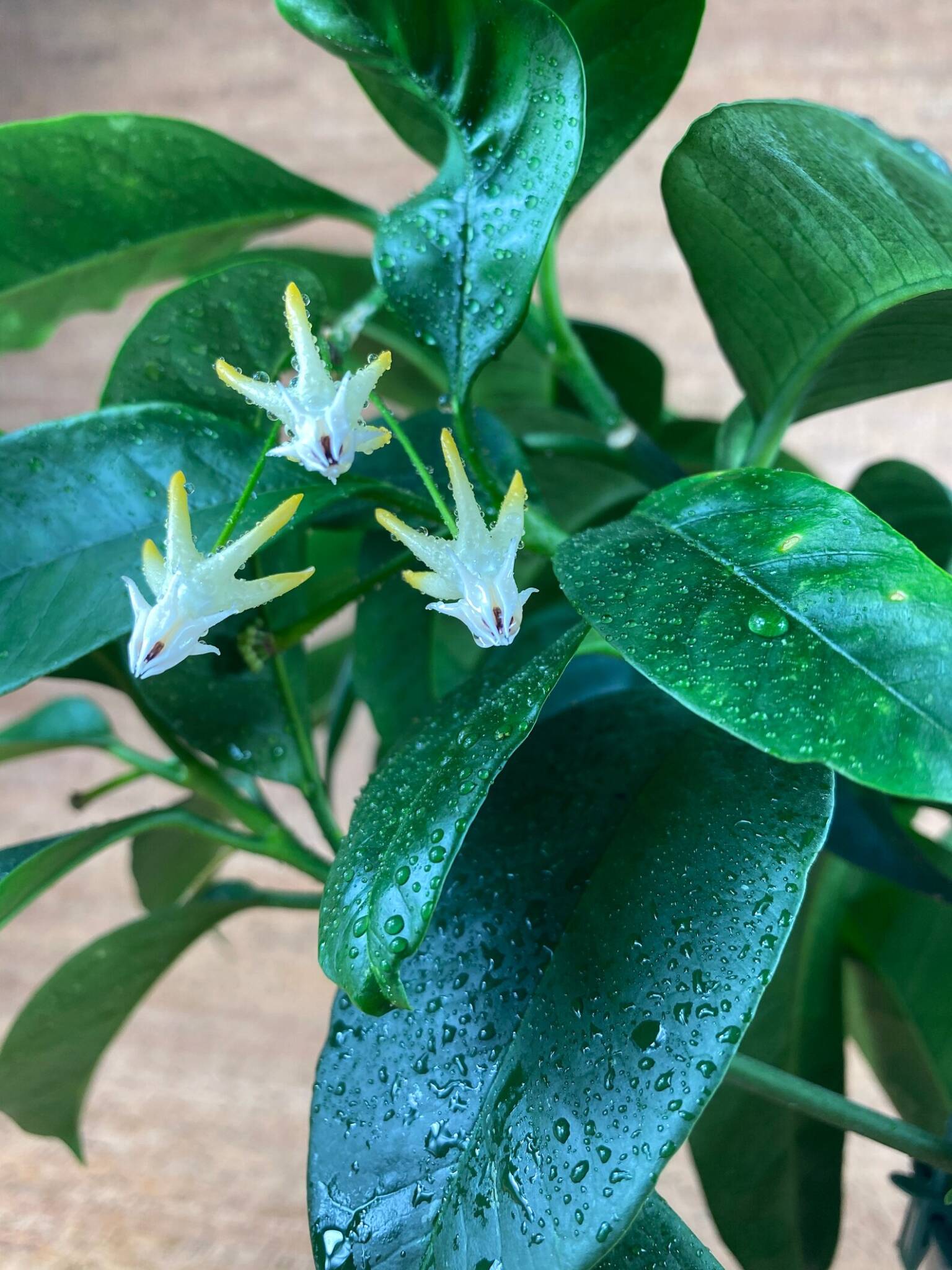 Gardening 101: Hoya Shooting Star - Gardenista