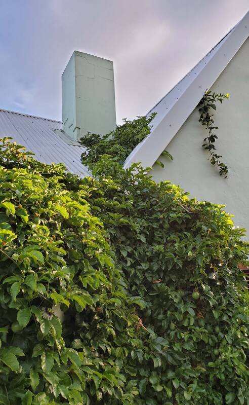 10 Things Nobody Tells You About Vines - Gardenista