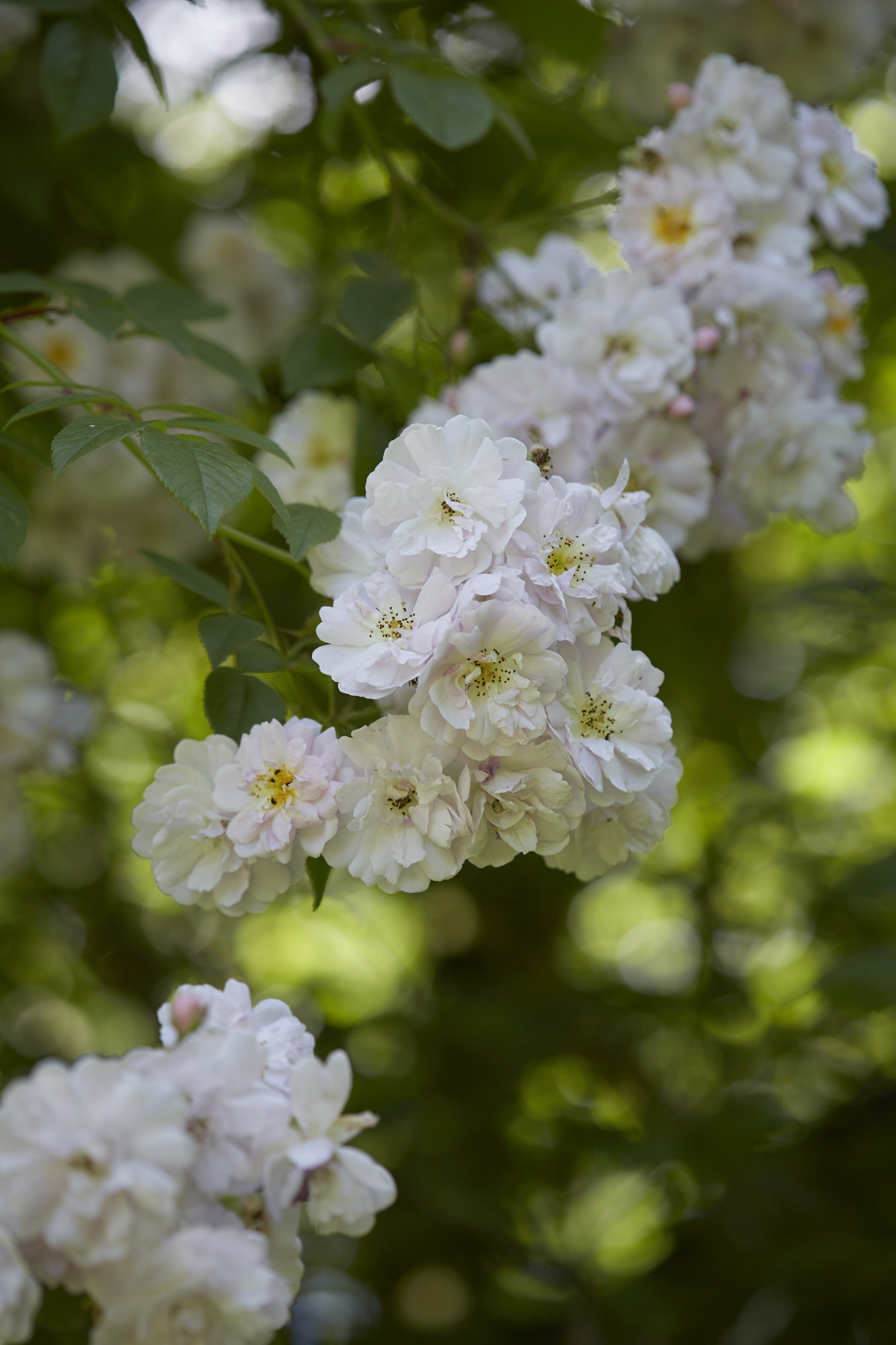 Ramblers: The Most Romantic Rose - Gardenista