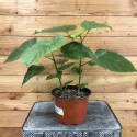 Gardening 101: Ficus umbellata (The New 'It' Plant?) - Gardenista