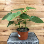 Gardening 101: Ficus umbellata (The New 'It' Plant?) - Gardenista