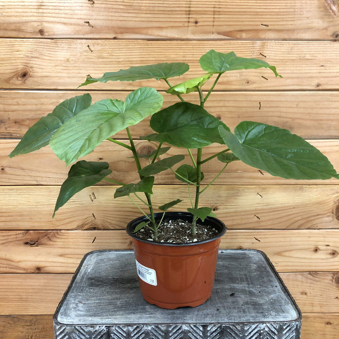 Gardening 101: Ficus umbellata (The New 'It' Plant?) - Gardenista