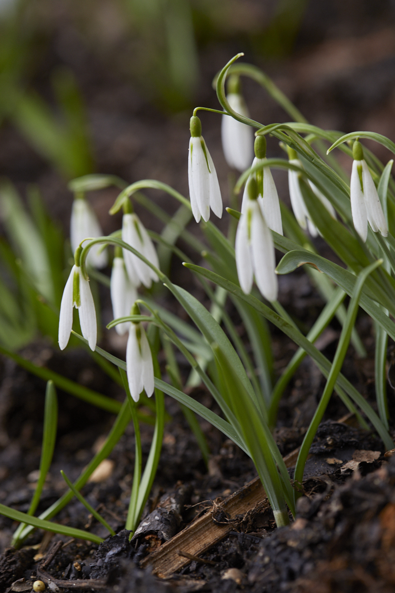 How to Start Your Own Snowdrop Collection - Gardenista